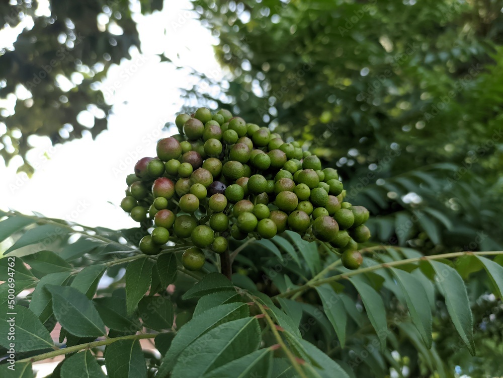 Koro rivet leaves and fruit are Salam koja leaves and fruit Murraya ...