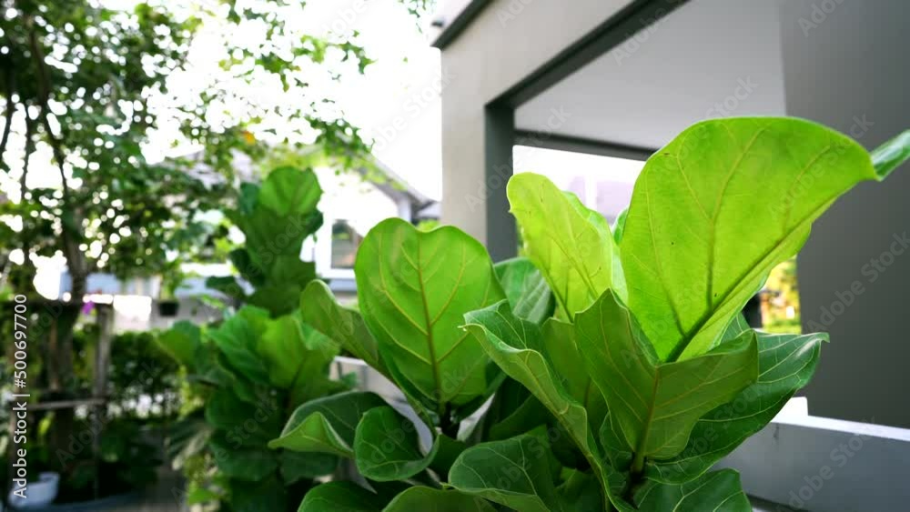 Video Stock Windy in afternoon time,fiddle leaf fig tree motion under ...