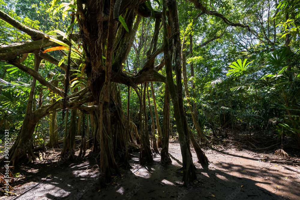 100 years banyan tree in forest at Little amazon, Phang Nga Stock Photo ...