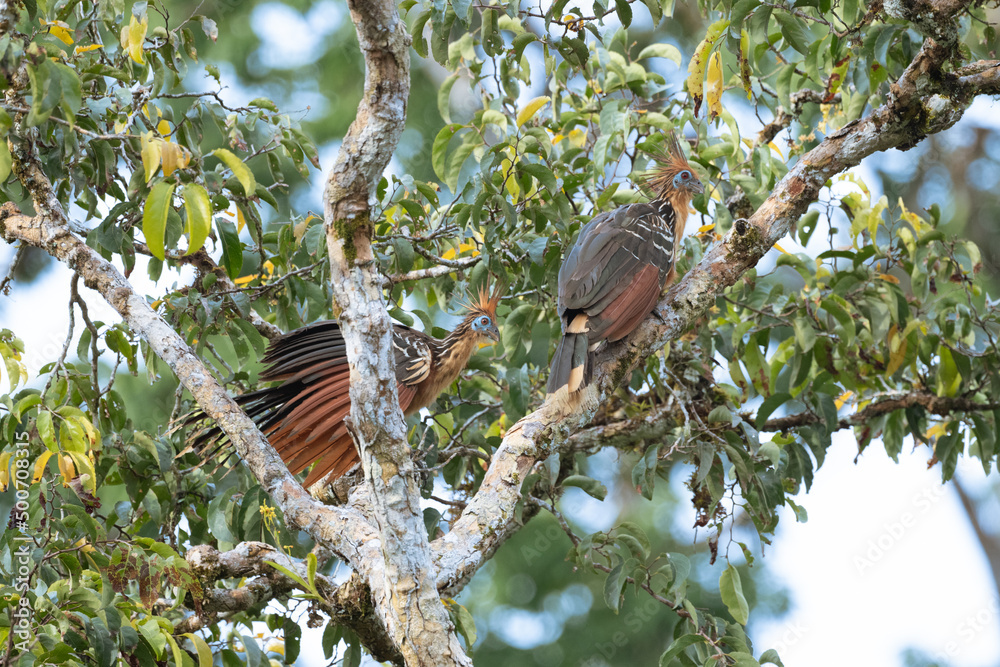 Hoatzin (Opisthocomus hoazin) with crest raised in the Amazon ...