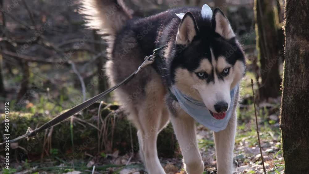 Husky dog marking territory. A dog with blue eyes and a blue scarf ...