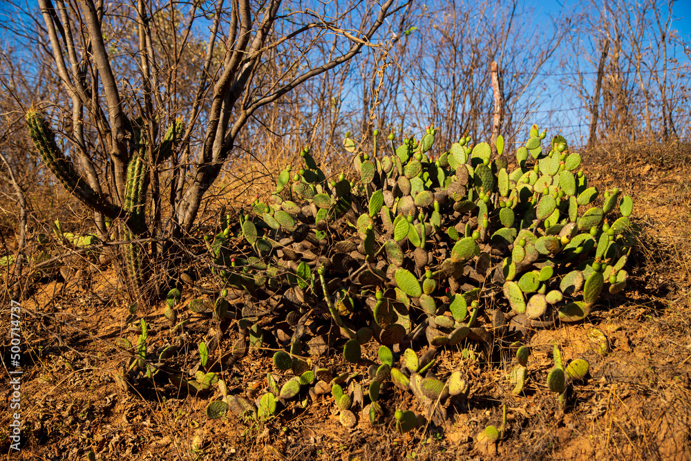 cactos quipá e xique-xique - plantas da caatinga, vegetação típica do ...