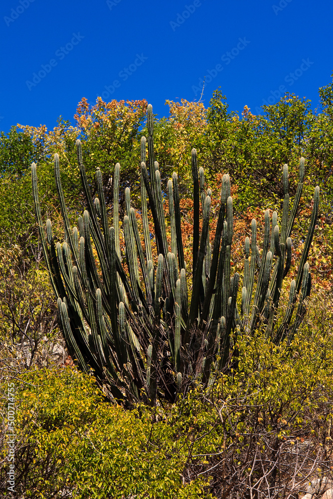 cacto mandacaru (cereus jamacaru) na floresta de caatinga, típica do ...