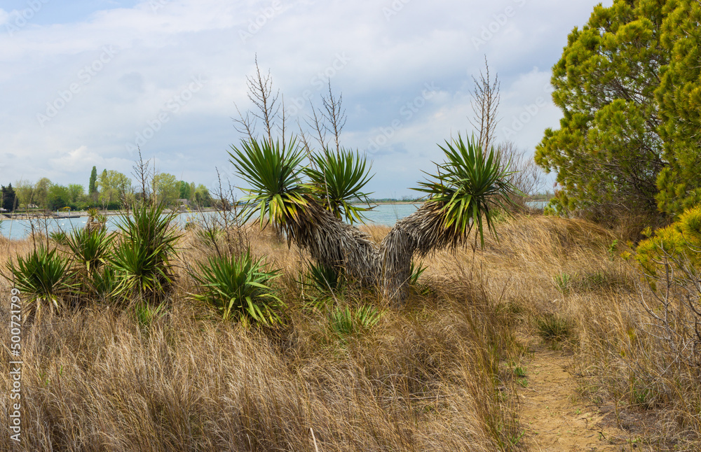 Marine landscape. Small path in the middle of tall dry grass. Wild ...