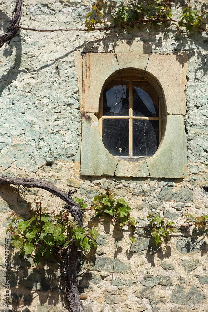 Vigne grimpante sur un vieux mur en Provence Stock Photo | Adobe Stock