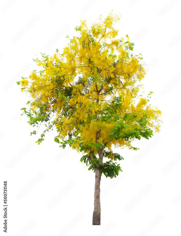 Cassia fistula tree or Golden shower National tree of Thailand and isolated on white background ...