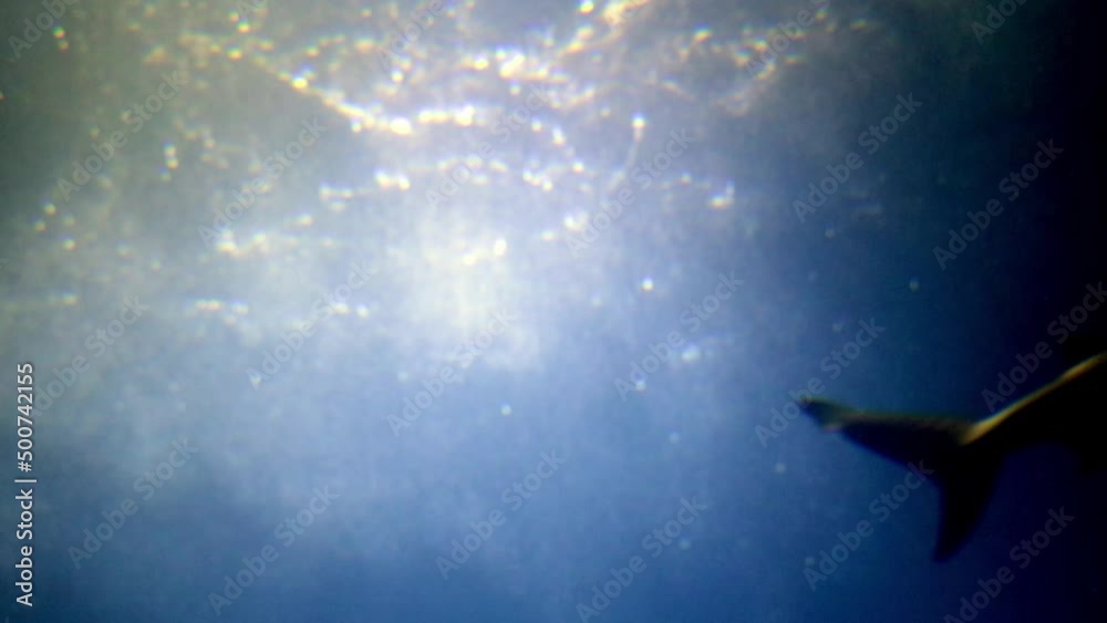 Underwater shooting at the depth of a swimming shark. The bottom of the ...