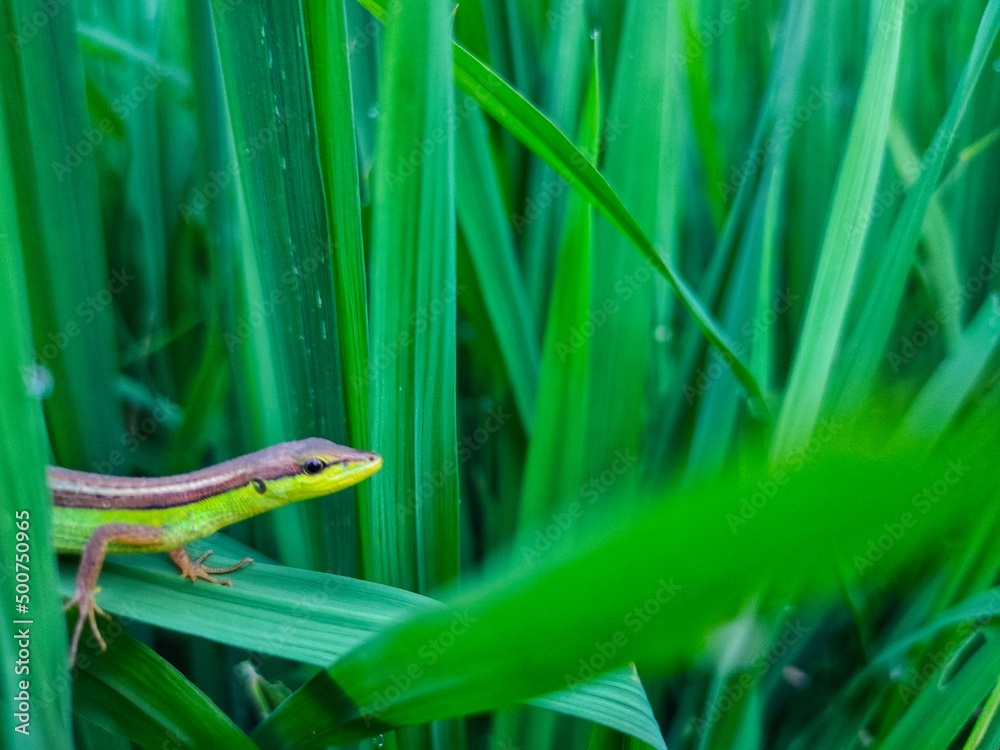 Asian grass lizard in rice field. This animal is also known as the ...