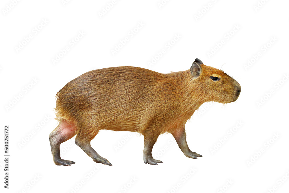 Capybara isolated on white background. Stock Photo | Adobe Stock
