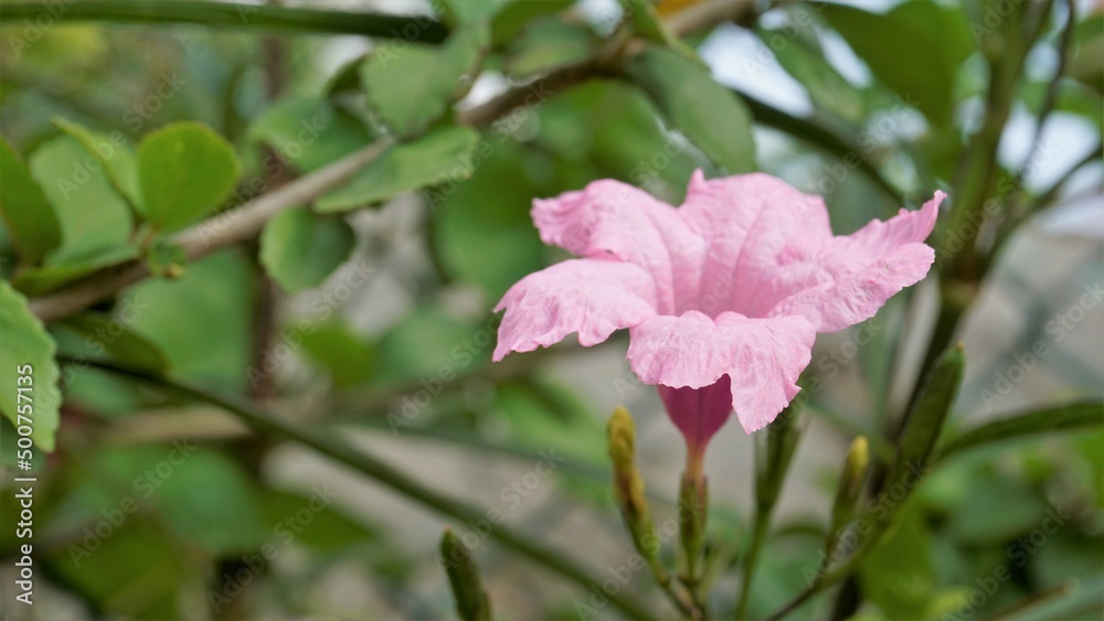 Mayan Pink color flower of Ruellia Simplex with natural green ...