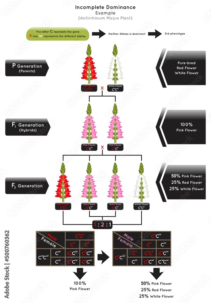 Incomplete Dominance Infographic Diagram example antirrhinum majus gene ...