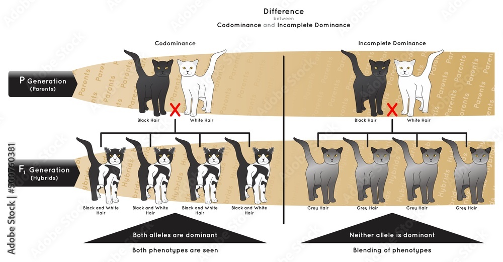 Difference Between Codominance And Incomplete Dominance Infographic Difference Between Codominance And Incomplete Dominance Infographic