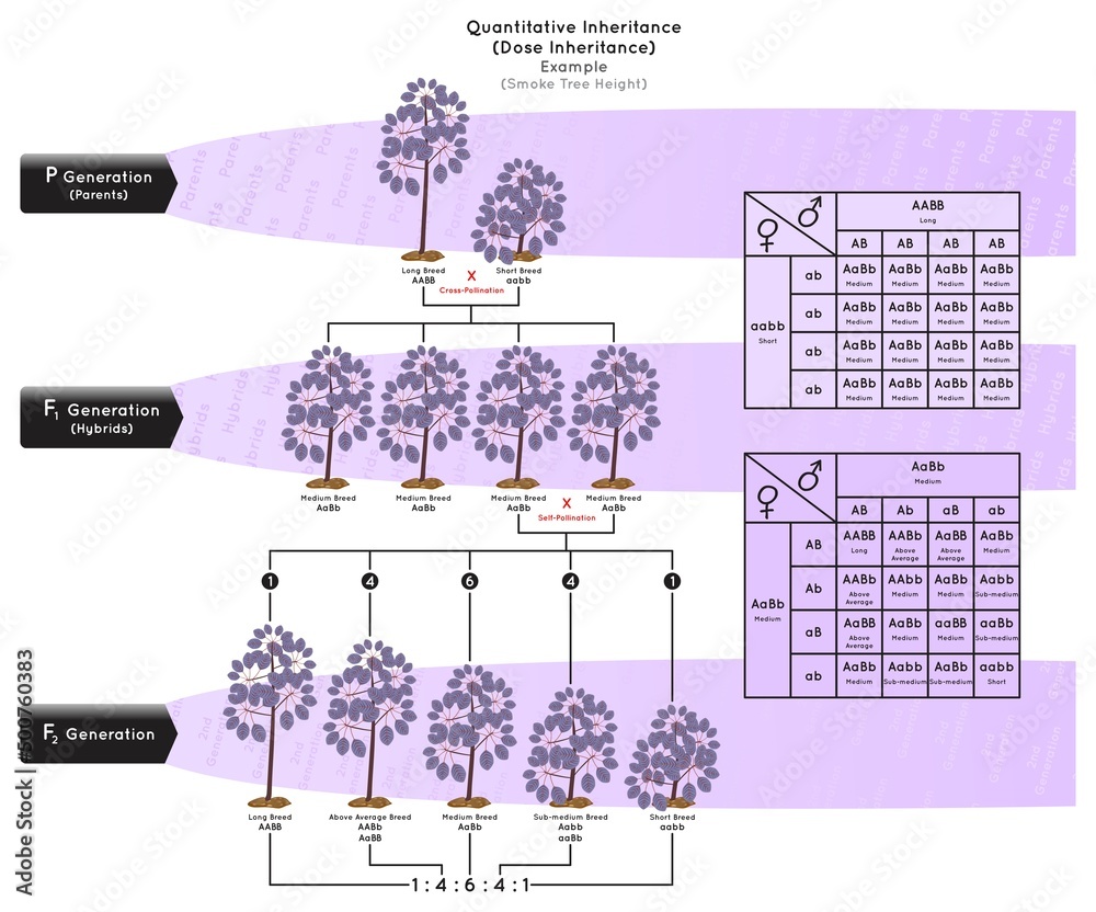 Quantitative Inheritance or Dose Inheritance Infographic Diagram ...