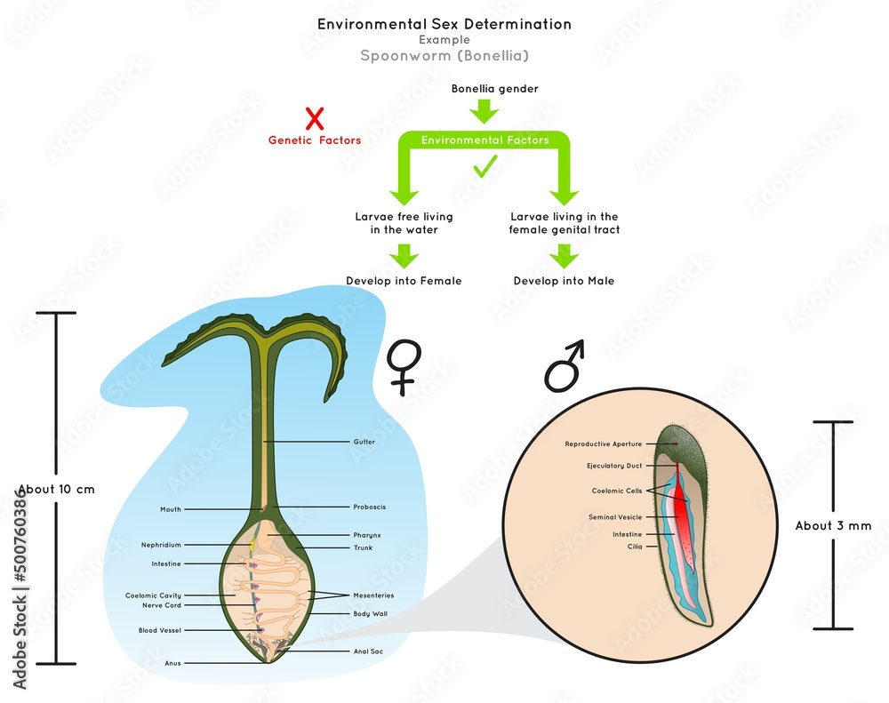 Environmental Sex Determination Infographic Diagram example green ...