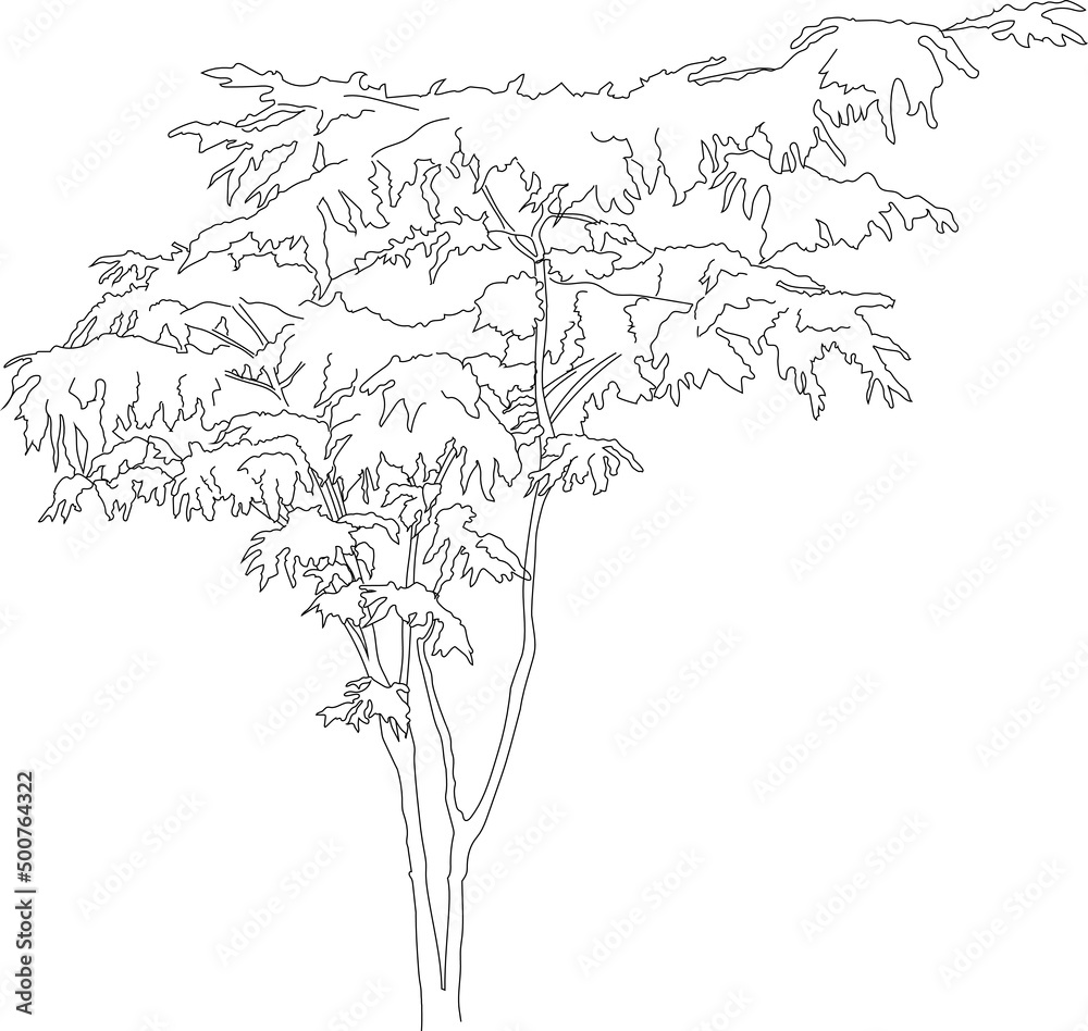 Plant vector clipart illustration. Hand drawn moringa tree line art ...
