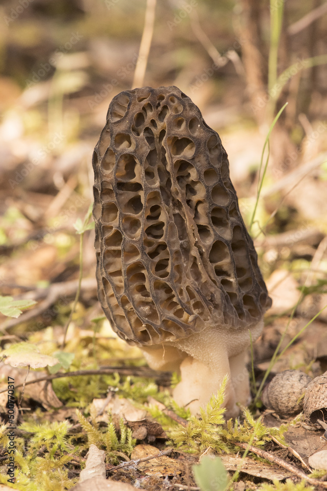 Morchella sp spring mushrooms with the appearance of honeycomb, dark ...