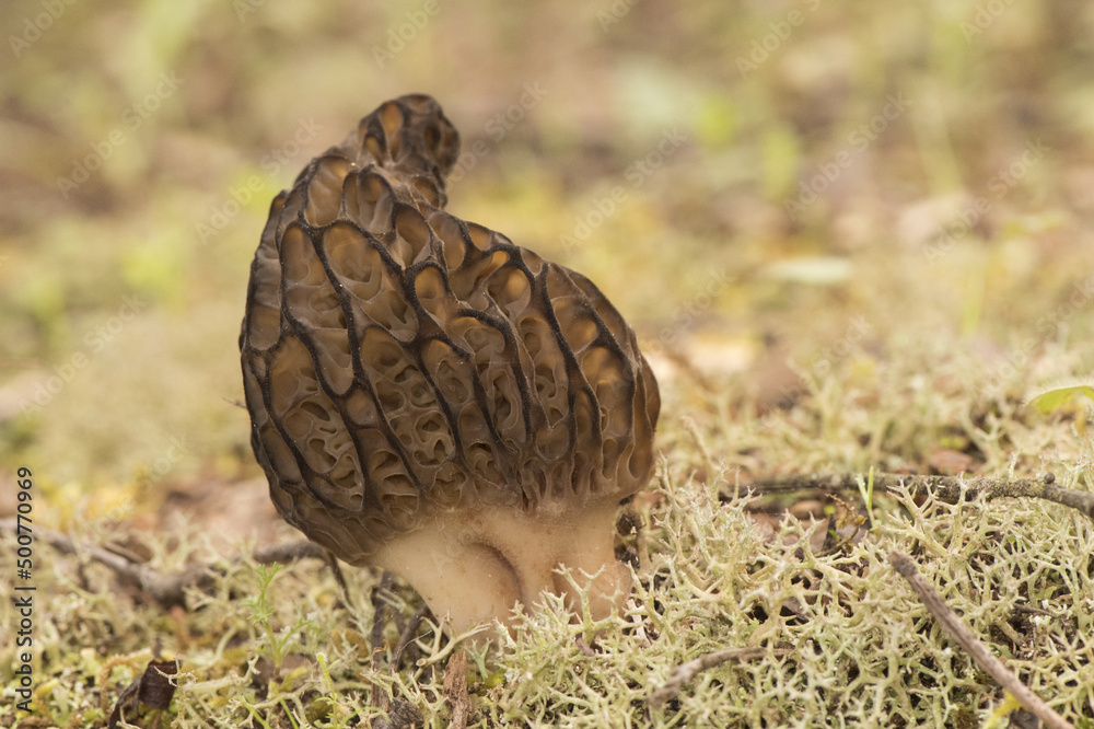 Morchella sp spring mushrooms with the appearance of honeycomb, dark ...