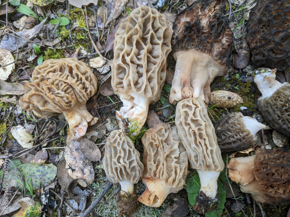 Morchella sp spring mushrooms with the appearance of honeycomb, dark ...