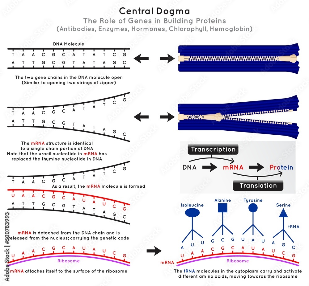 Central Dogma Molecular Biology Infographic Diagram rule gene building ... Central Dogma Molecular Biology Infographic Diagram rule gene building ...