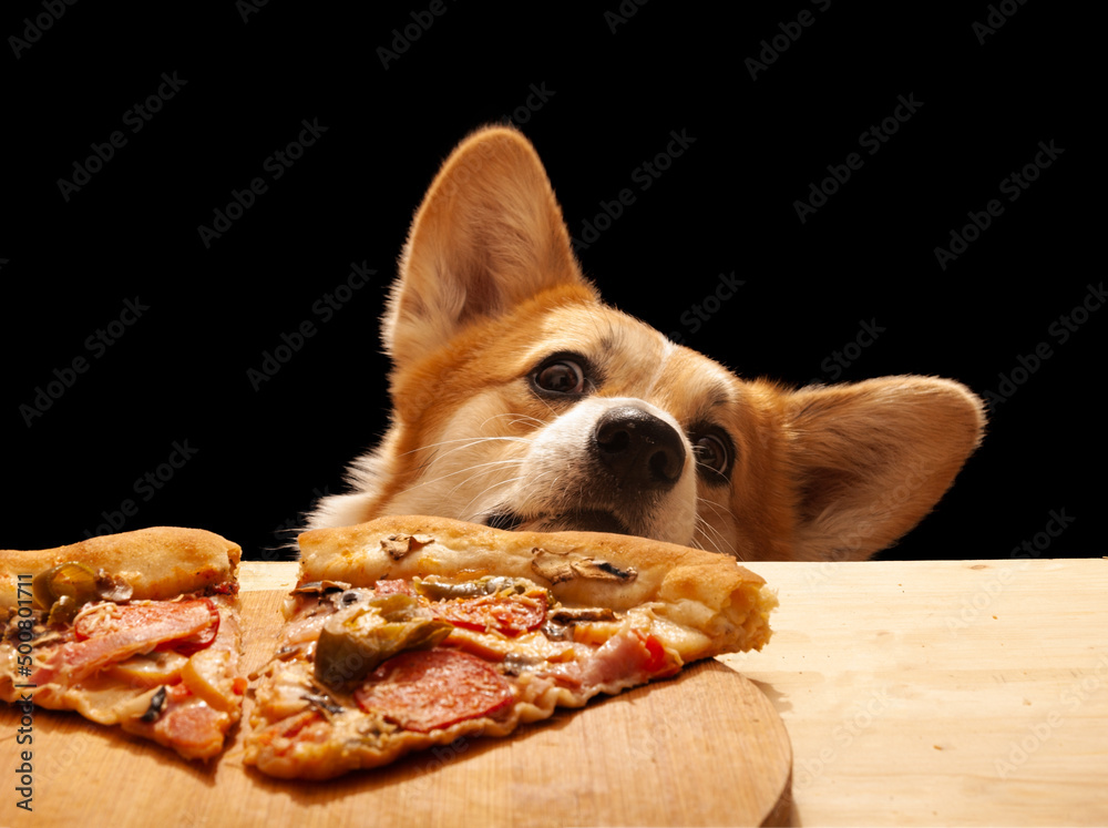One cute Pembroke Corgi wants to eat a slice of pizza from the table ...
