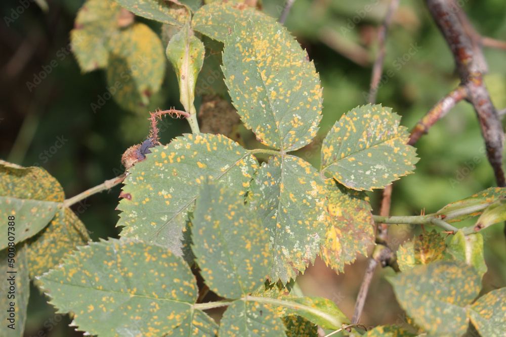 Rose rust. Symptoms of fungal disease of roses in form of yellow spots ...