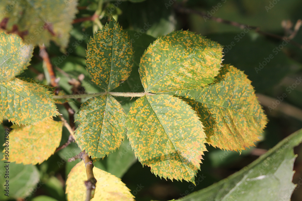 Rose rust. Symptoms of fungal disease of roses in form of yellow spots ...