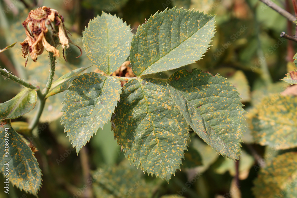 Rose rust. Symptoms of fungal disease of roses in form of yellow spots ...