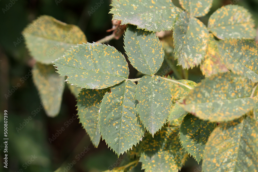 Rose rust. Symptoms of fungal disease of roses in form of yellow spots ...