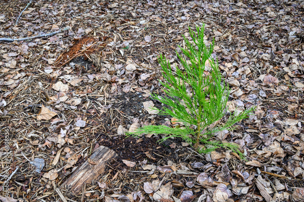 Foto de Forrest restoration project, new tree planting after invasive ...