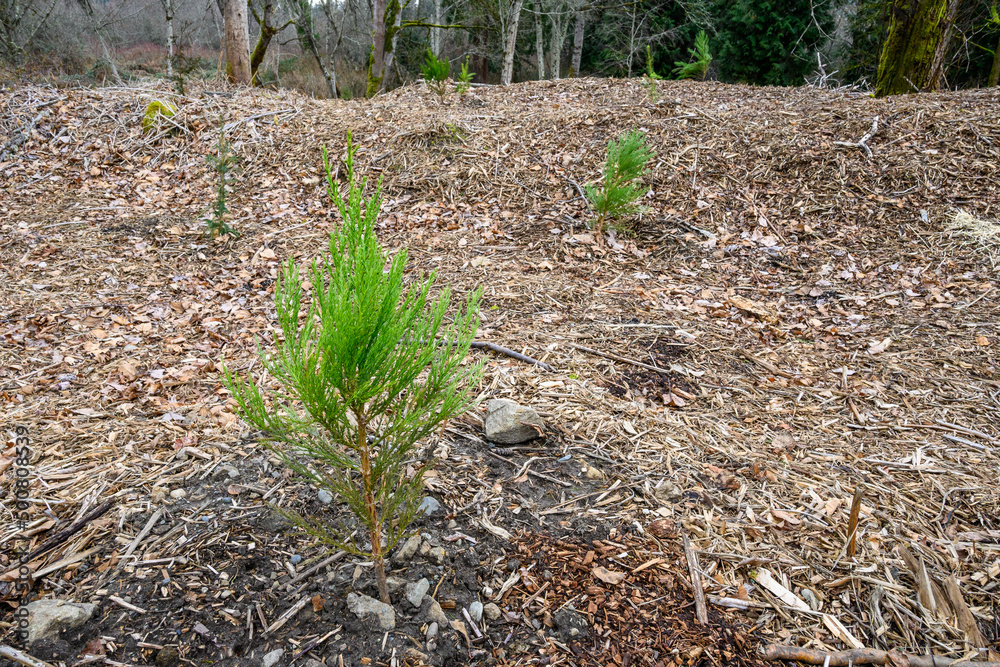 Forrest restoration project, new tree planting after invasive species ...