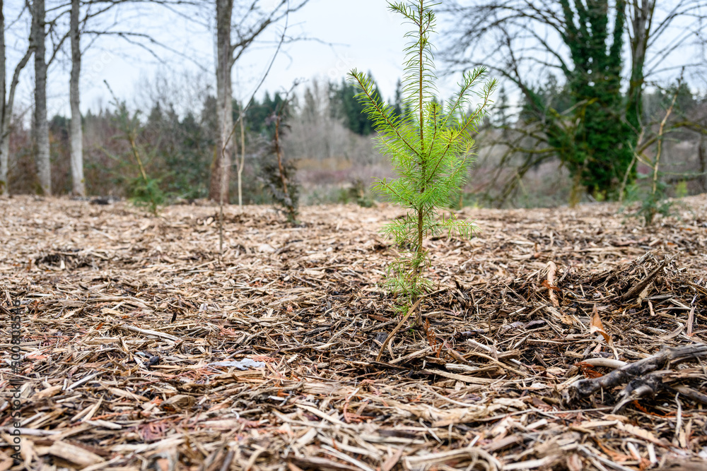 Forrest restoration project, new tree planting after invasive species ...