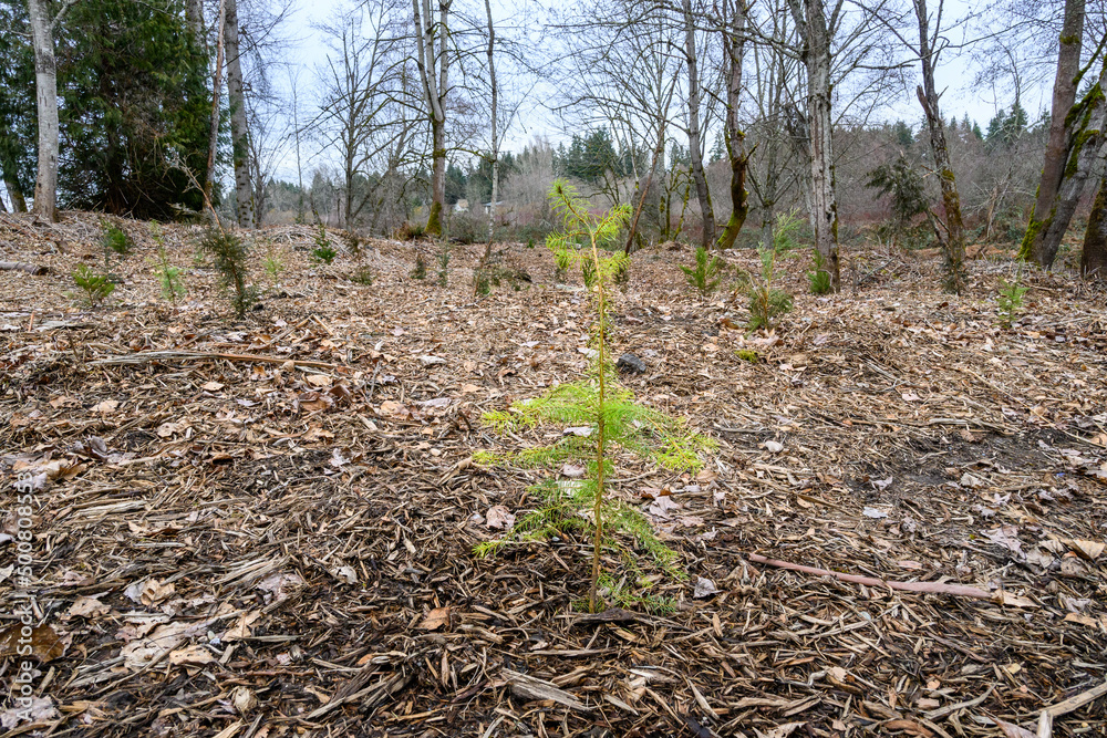 Forrest restoration project, new tree planting after invasive species ...