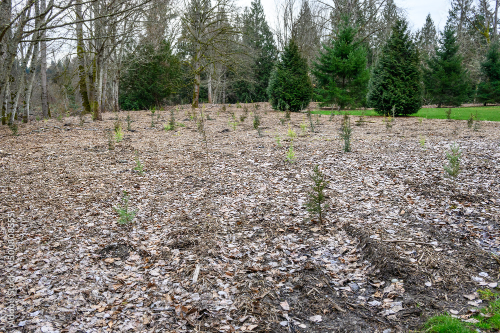 Forrest restoration project, new tree planting after invasive species ...