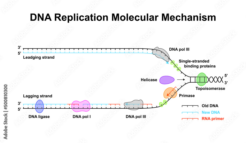 Vetor de Scientific Designing Of Molecular Mechanism Of DNA Replication ...