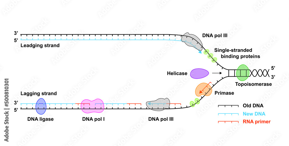 Vetor de Scientific Designing Of Molecular Mechanism Of DNA Replication ...