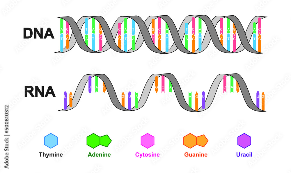 Vetor de Scientific Designing Of Structural Differences Between DNA And RNA. DNA vs RNA ...