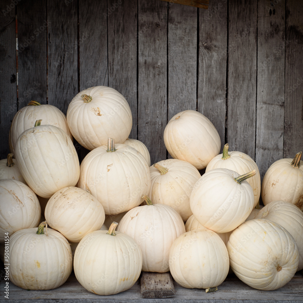 White ghost pumpkins (snowball, luminas or caspers pumkins) piled up in ...