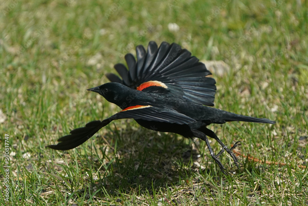 Red winged blackbird male flying around feeder and trying to get a bite ...
