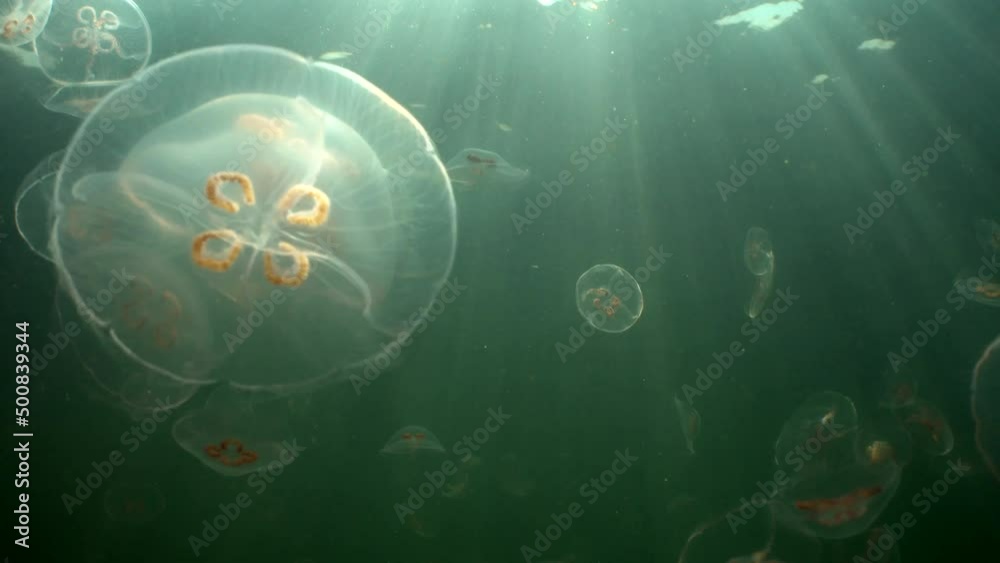 Underwater shot of Aurelia aurita (also called common jellyfish, moon ...