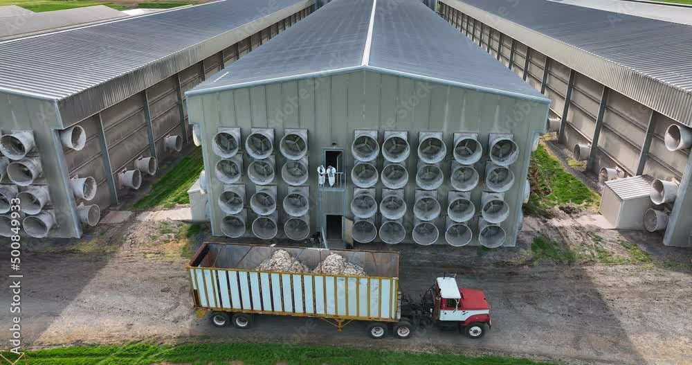 Avian bird flu crisis in USA. Workers remove dead chickens from ...