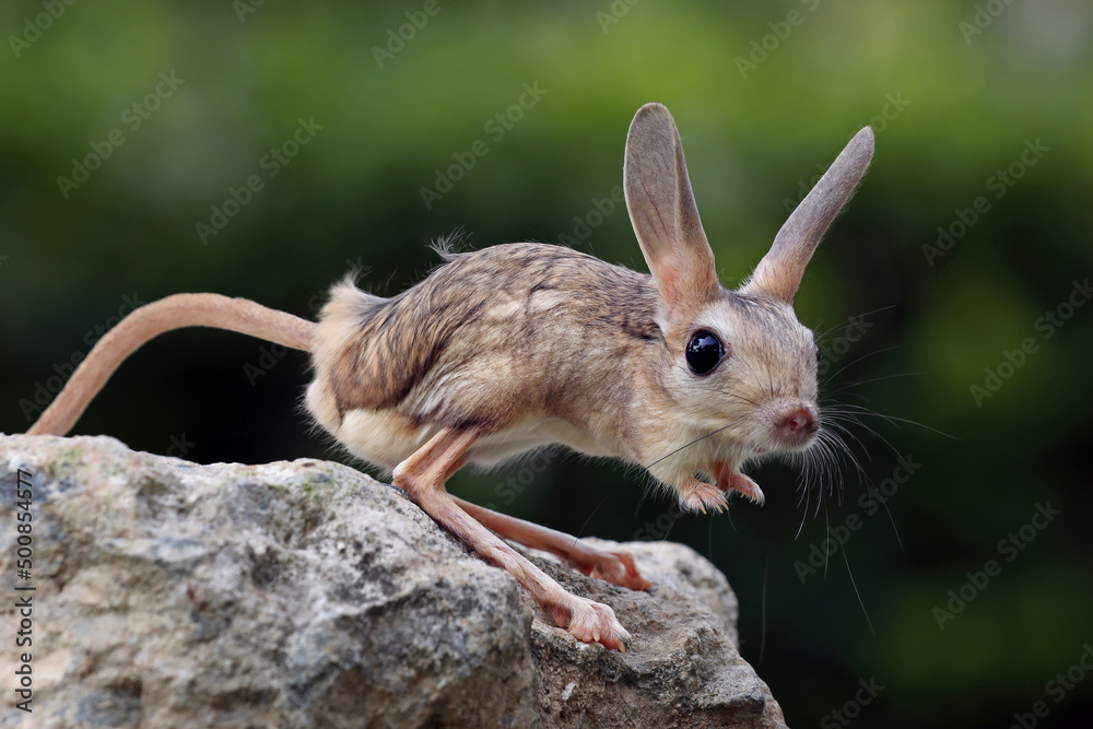 Long Eared Jerboa