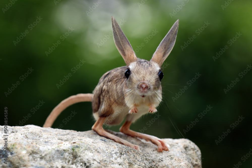 Long Eared Jerboa