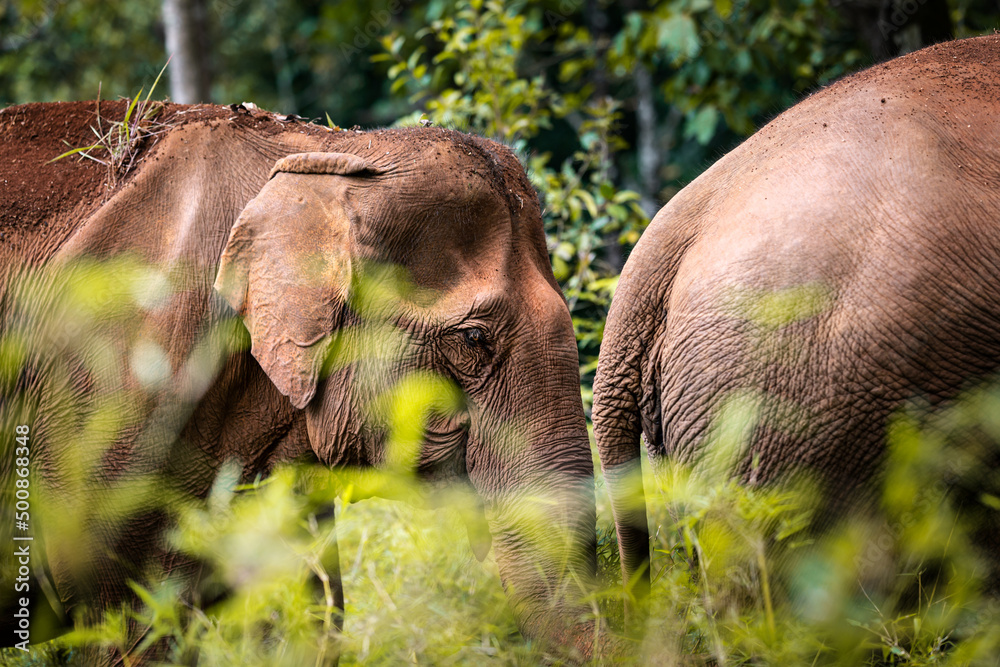 Two asian elephants walking behind each other in the green jungle of ...