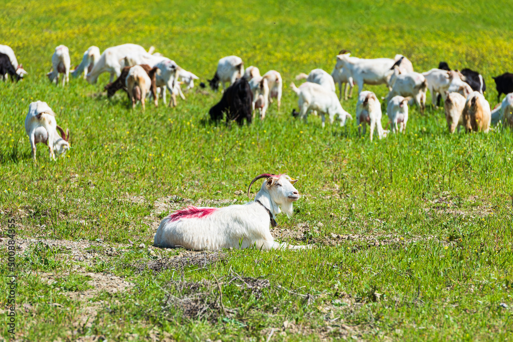 Grazing goats and horned white goat. Stock Photo | Adobe Stock