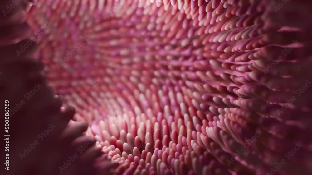 Intestine microvilli close up 3d render. Gut microbiome and digestive ...