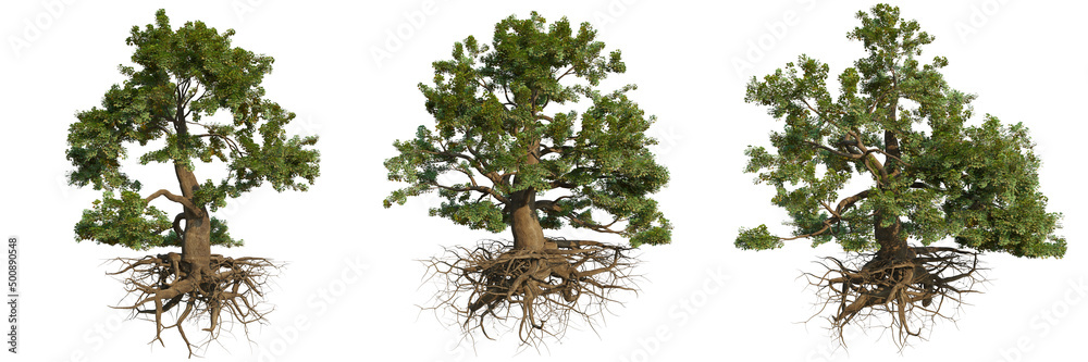 Poster trees with roots isolated on white background banner – Wall Art ...