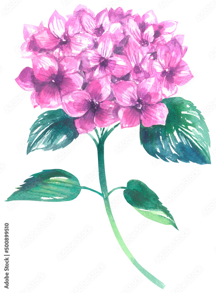 Watercolor pink hydrangea Stock Illustration | Adobe Stock