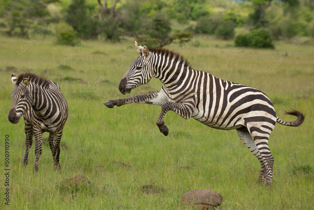 Two zebra stallions in the bush. One zebra jumping at the other one ...