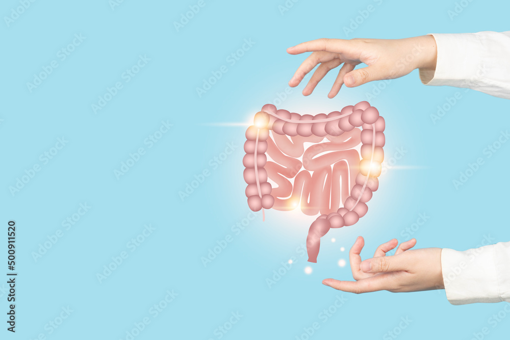 Healthy intestine anatomy on doctor hands. Concept of healthy bowel ...