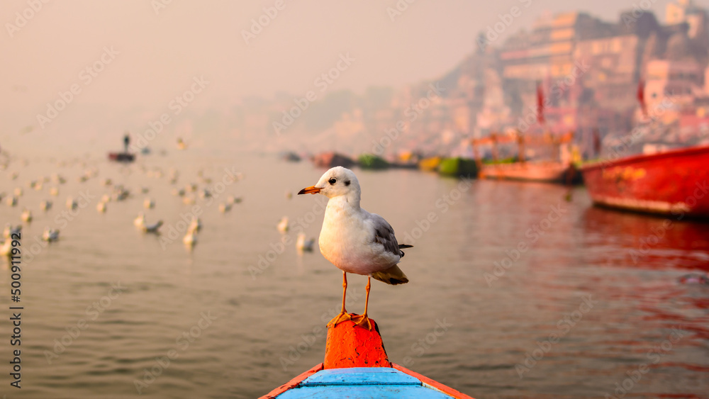 Seagull sitting on the boat in the morning boat ride on ghats of river ...